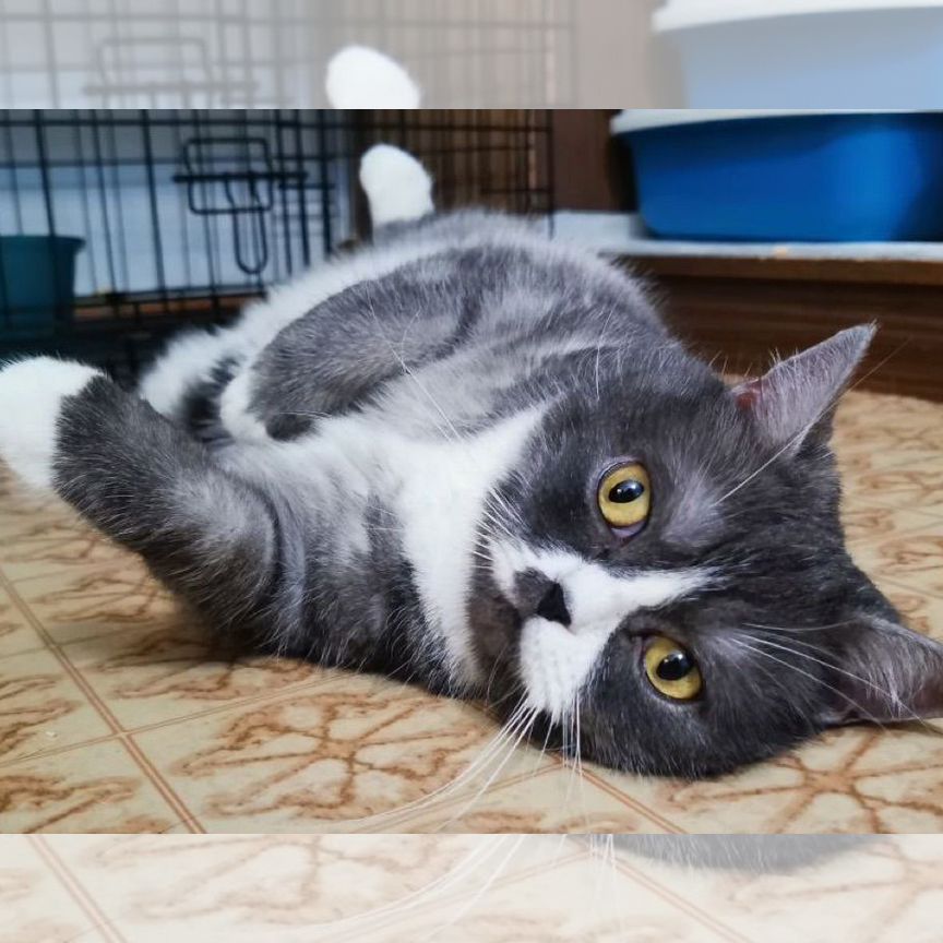 Кошка отказница в добрые руки