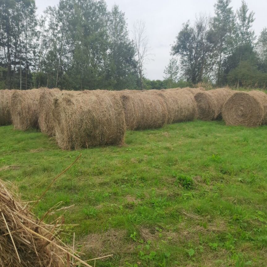 Сено в рулонах