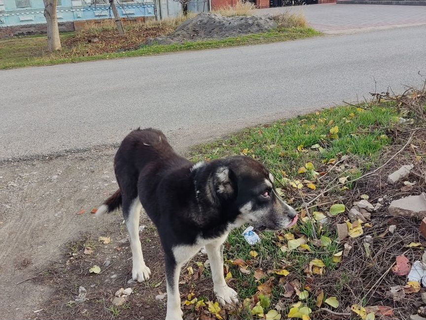 Метис Алабая в добрые руки
