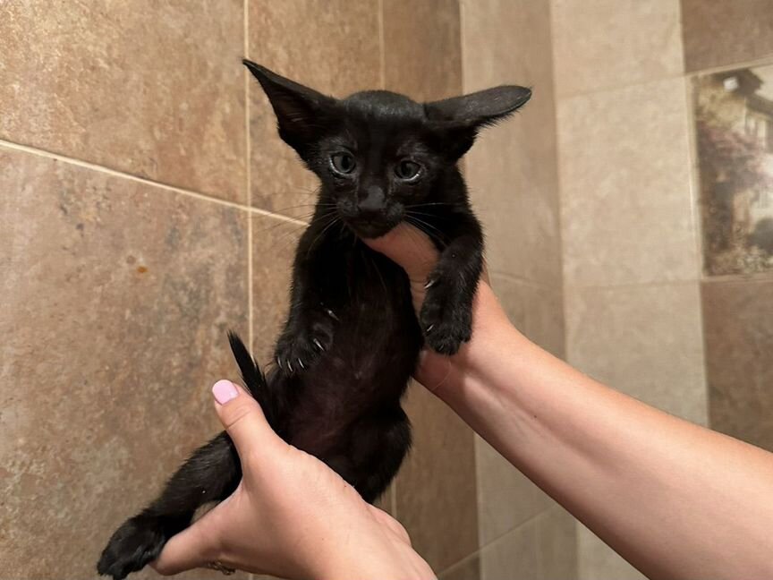 Элитные котята ориентальной породы