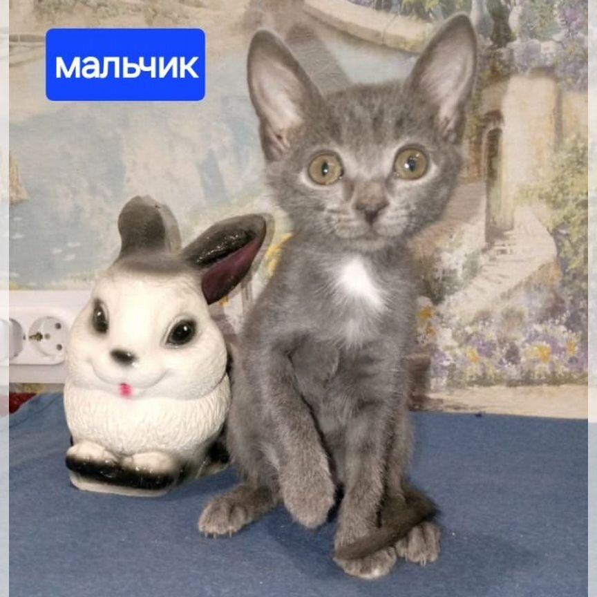 Милейшие котятки