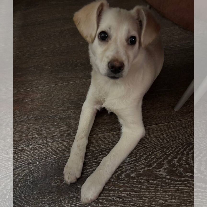 Щенок в добрые руки