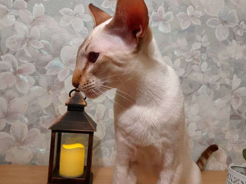 Ориентальный кот вязка