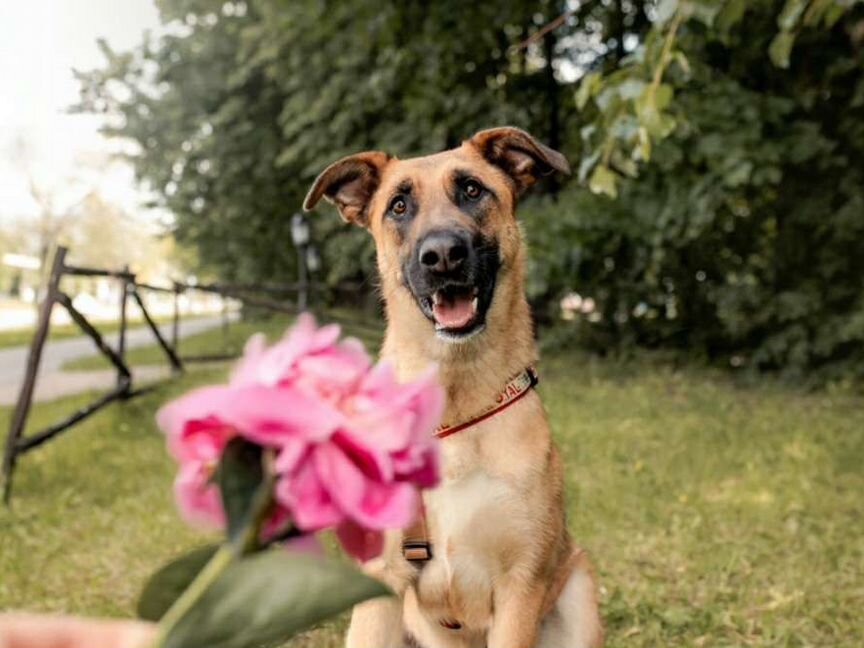 Собака в добрые руки