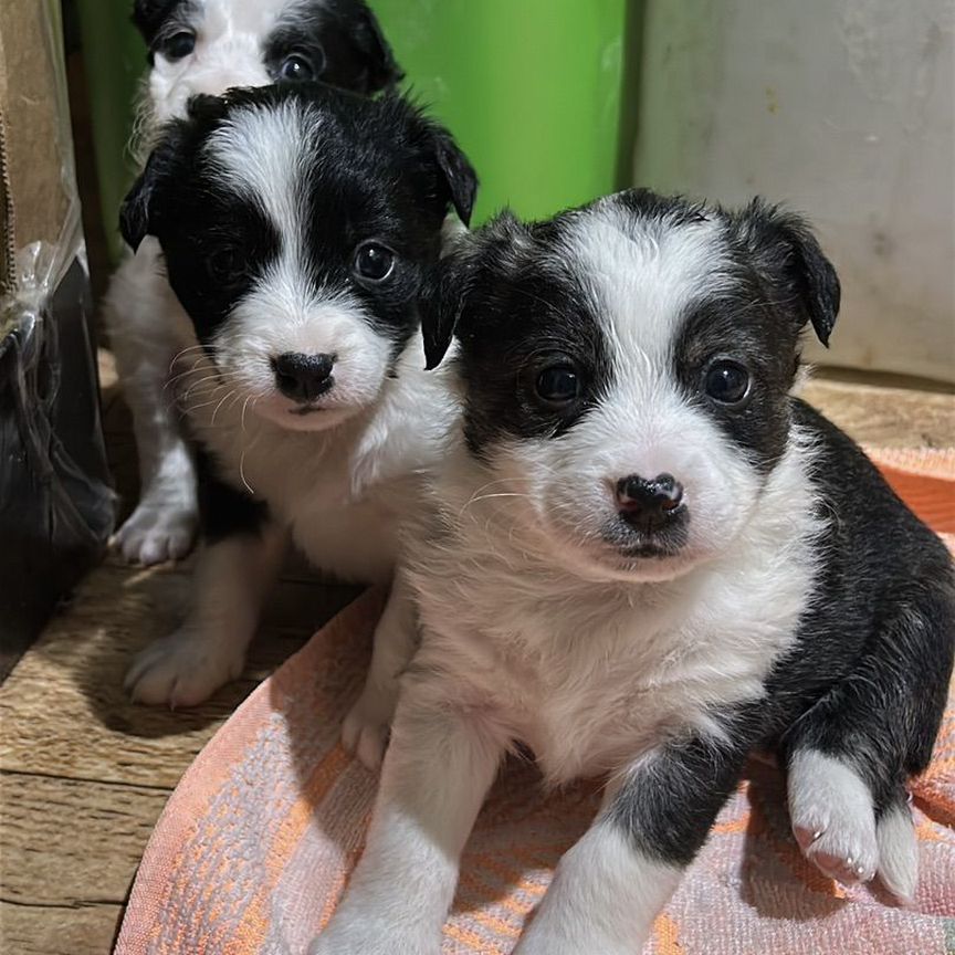 Щенки в добрые руки