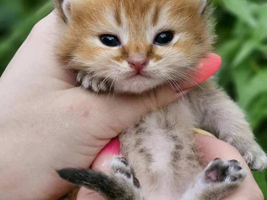 Мальчик золотая британская шиншилла Маркиз