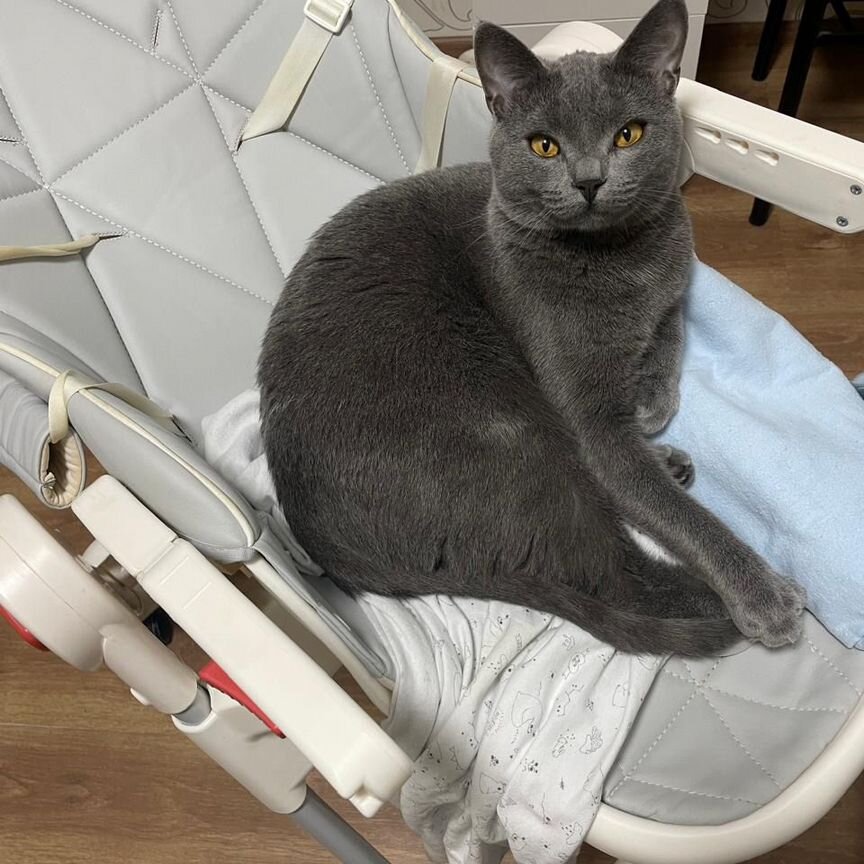 Отдам кота в добрые руки