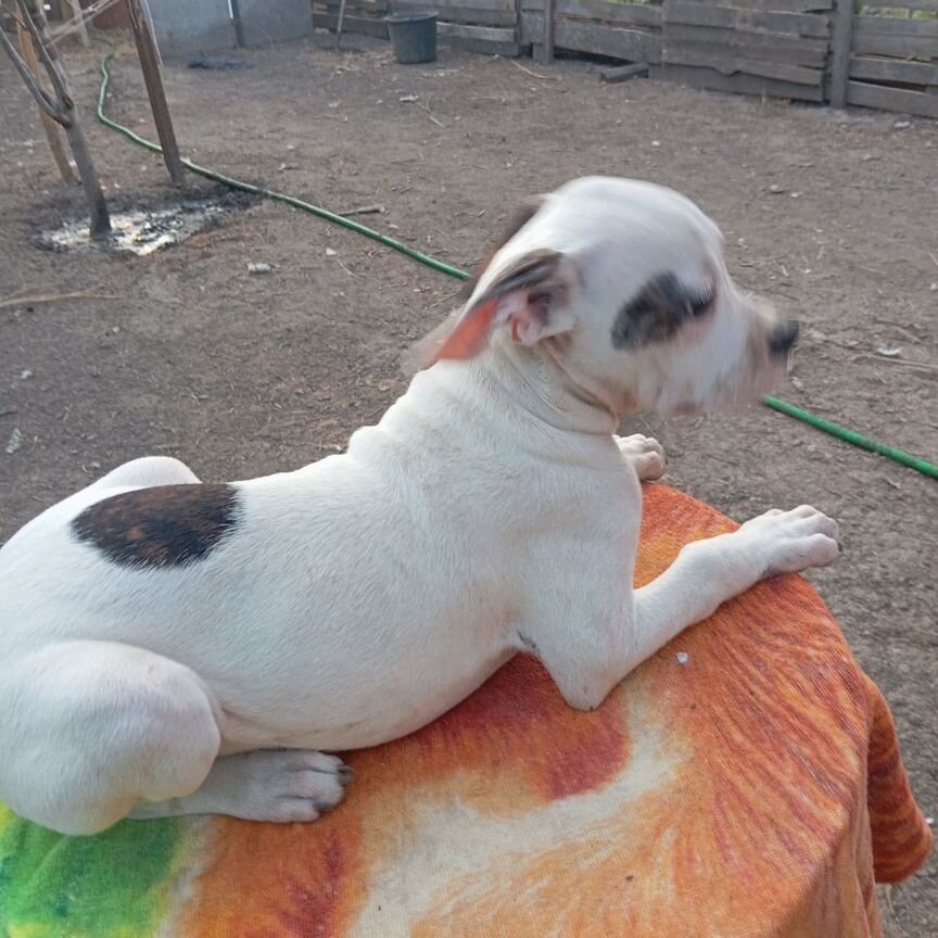 Американский бульдог щенята