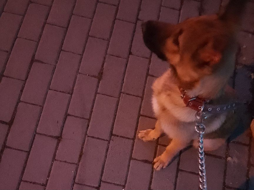 Хозяин на сво. Ищем дом.Щенок малинуа