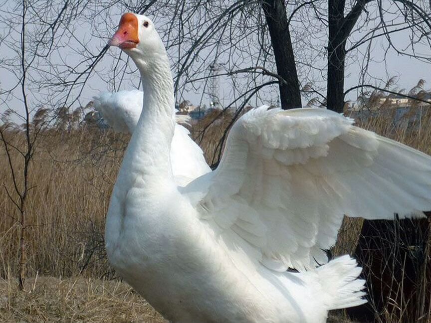 Гуси линда, местные