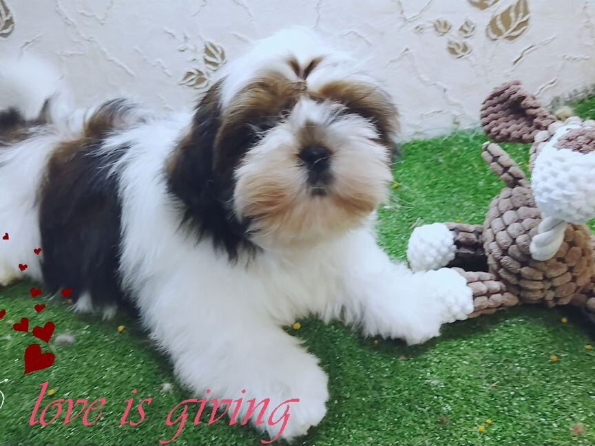 Милые шитцу