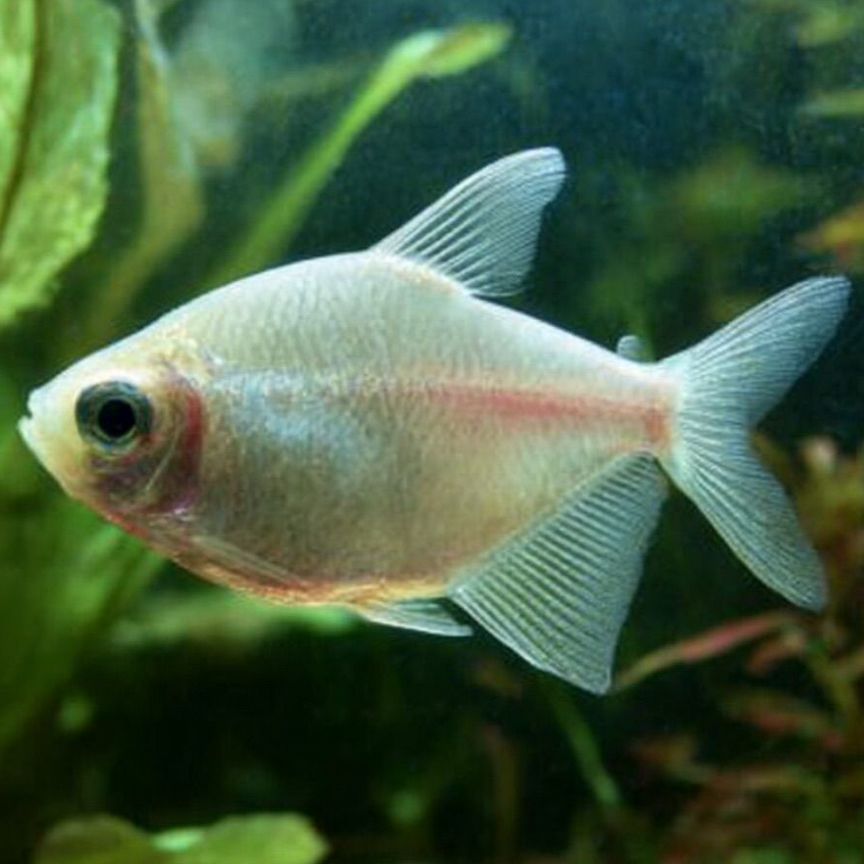 Тернеция белая