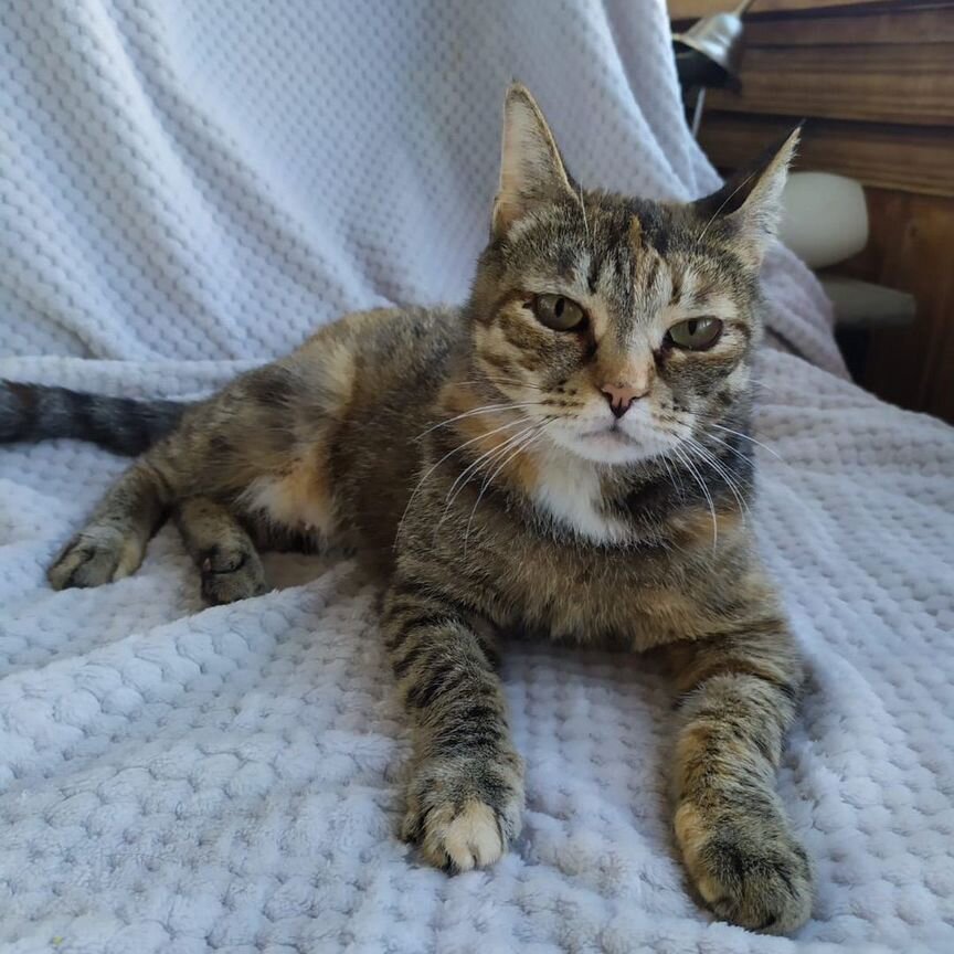 Кошка Мурка в добрые руки