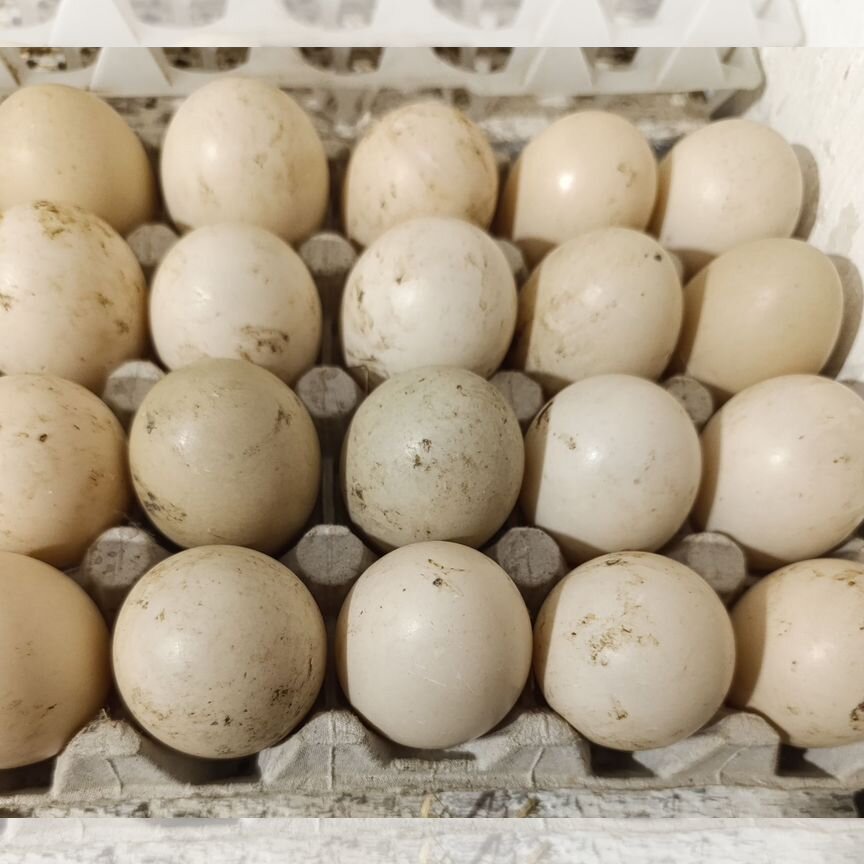 Инкубационное яйцо индоуток тяжелая немецкая линия