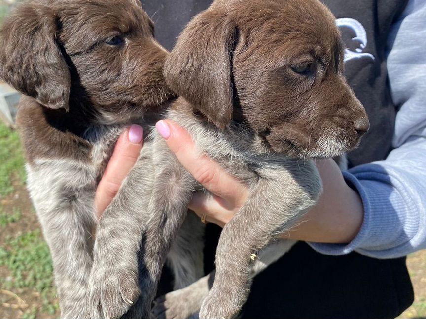 Щенки Дратхаара