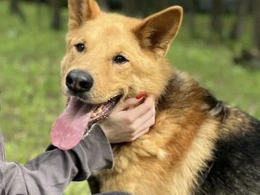 Красавец Вагнер ждет своего человека