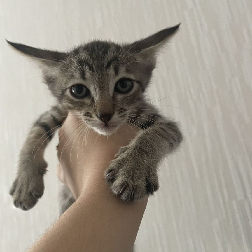 Котёнок