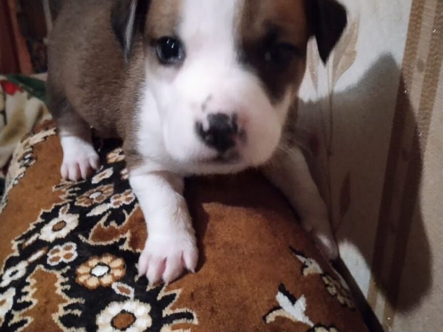 Щенки Стаффорда мальчики