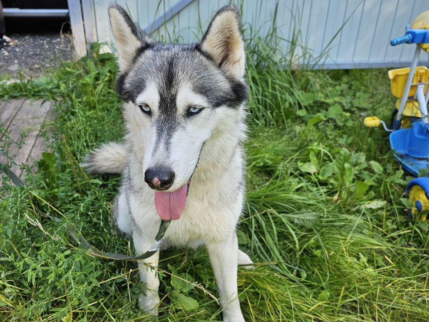 Отдам в добрые руки хаски