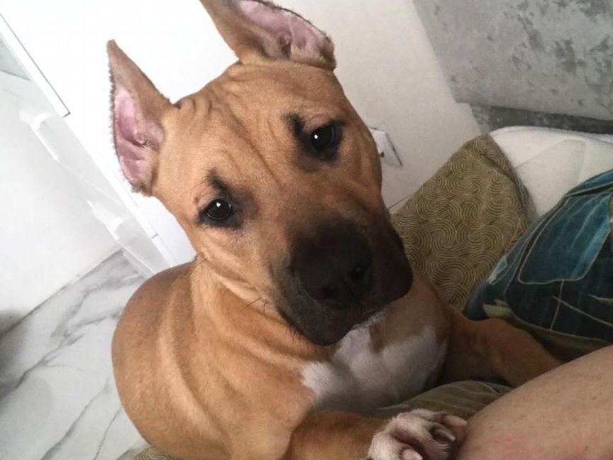 Стаффордширский терьер