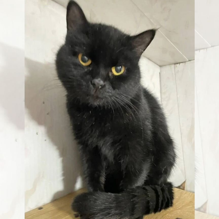 Взрослый кот в добрые руки