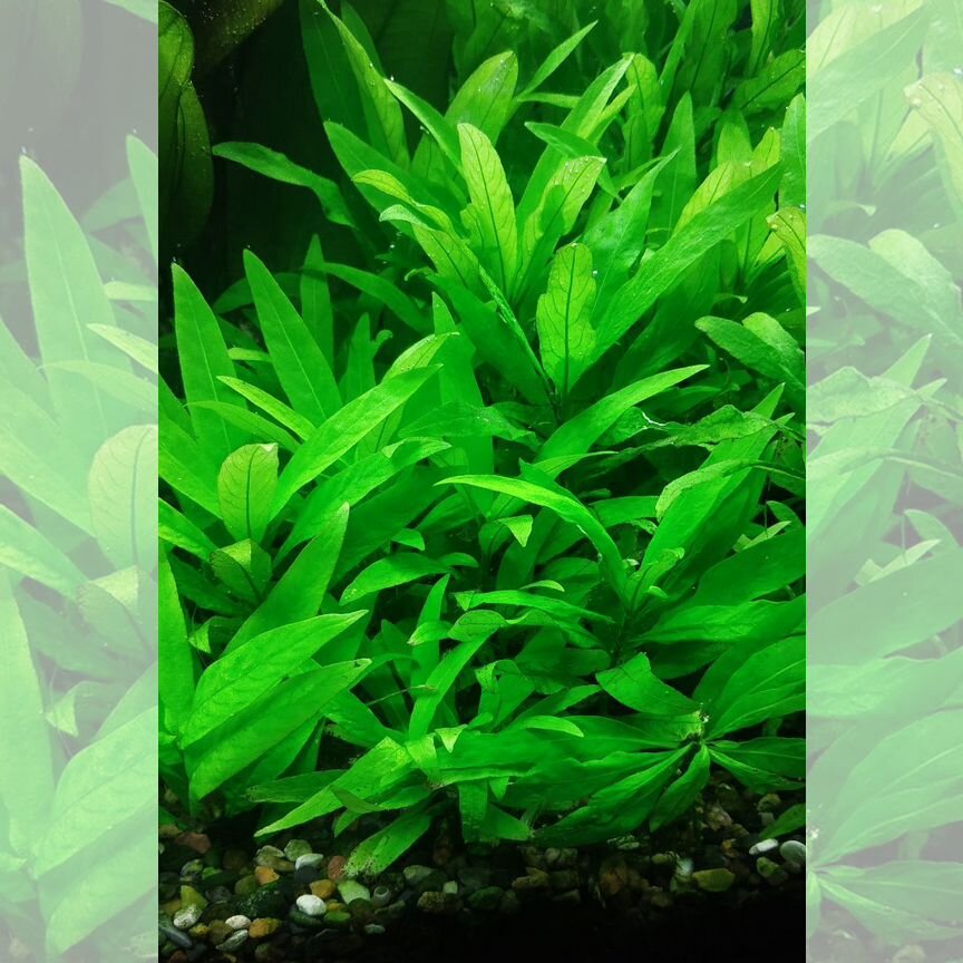 Аквариумные растения-Лимонник