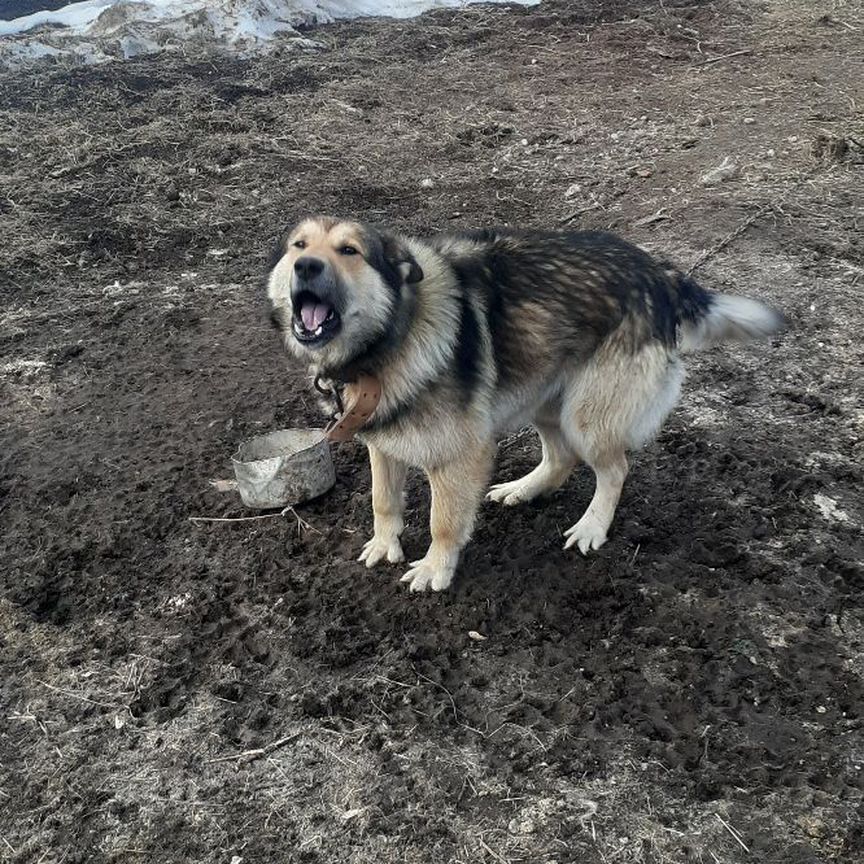 Продам собаку обчарку