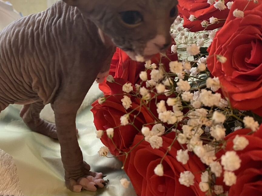Донской сфинкс котята