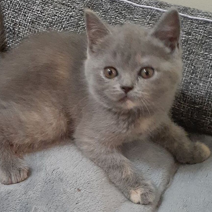 Шотландский прямоухий короткошёрстный котёнок