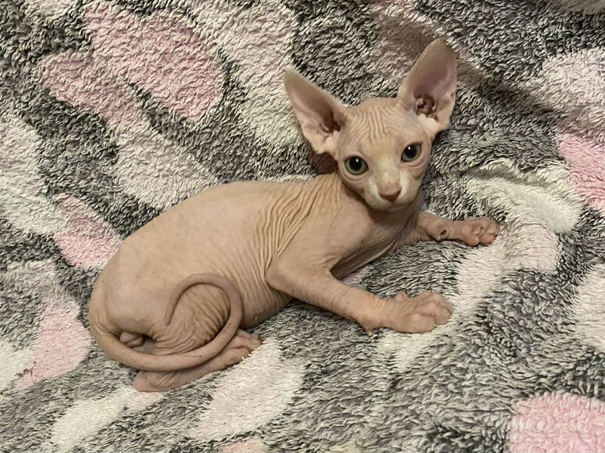 Канадский сфинкс котенок