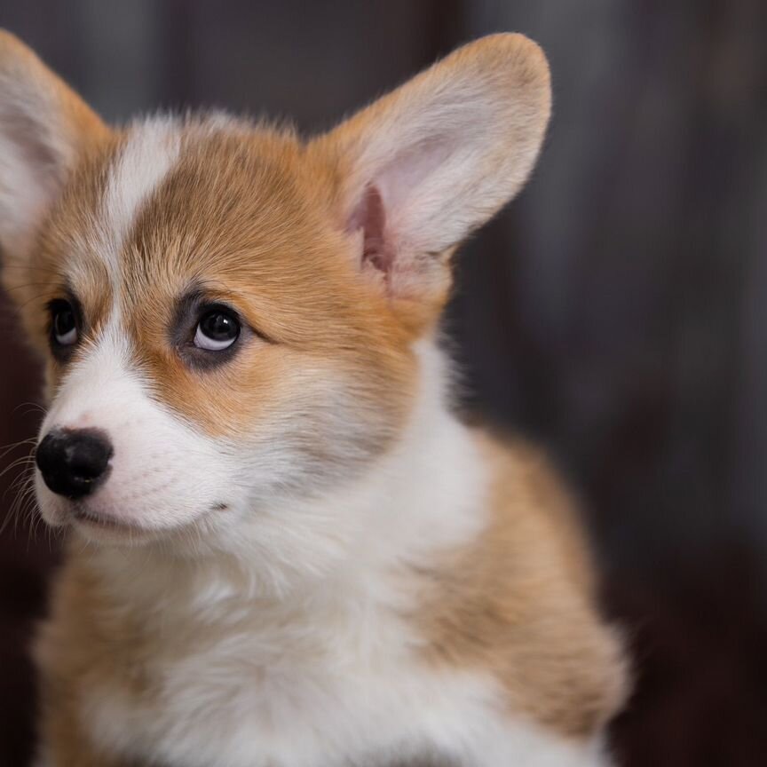 Мальчишки на все 100% шикарны