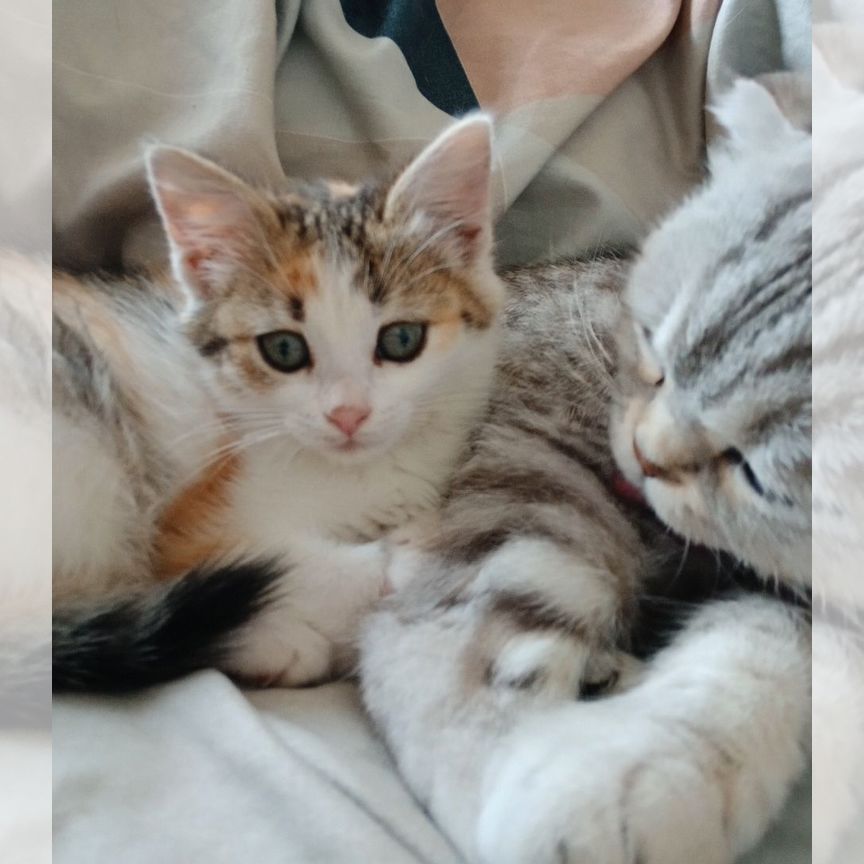 Котенок девочка в добрые руки