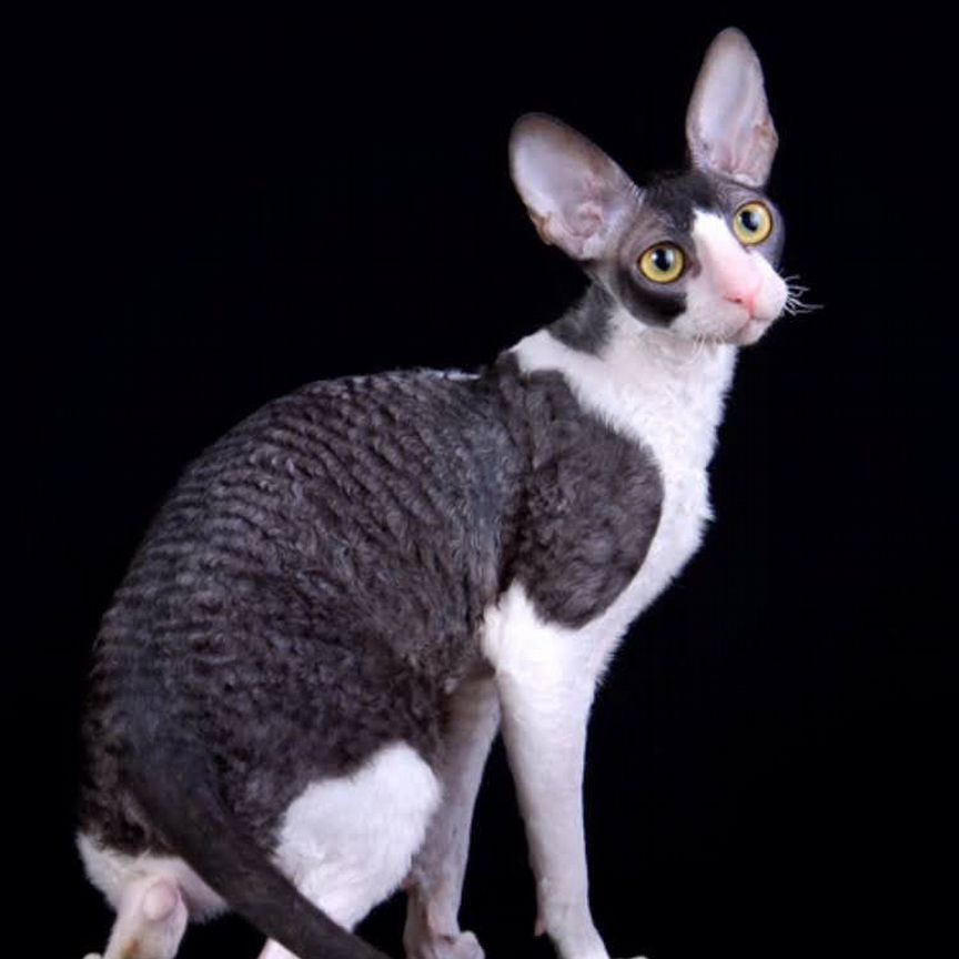 Эля в добрые руки