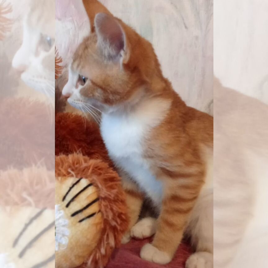 Котёнок в добрые руки
