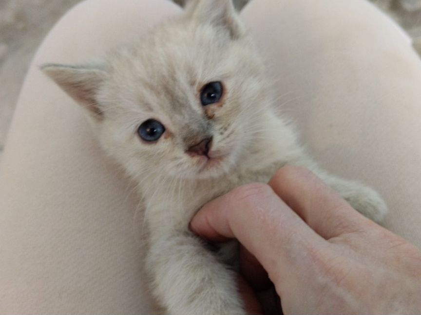 Котята, коты бежевые а кошки серые
