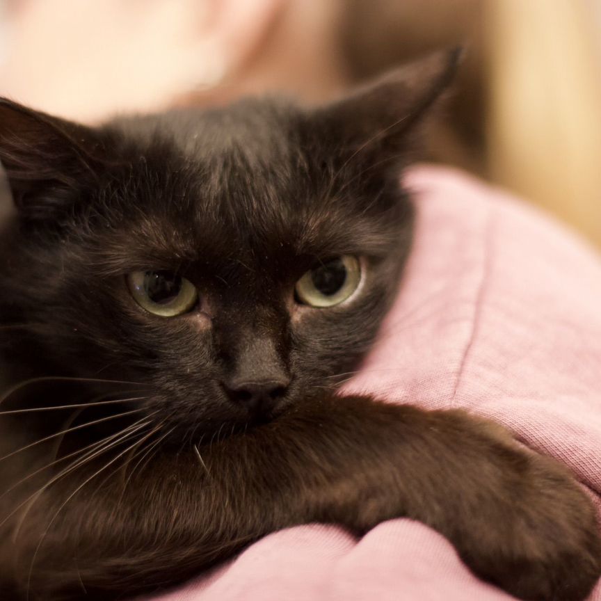 Черешня-кошечка с нежной душой ищет дом