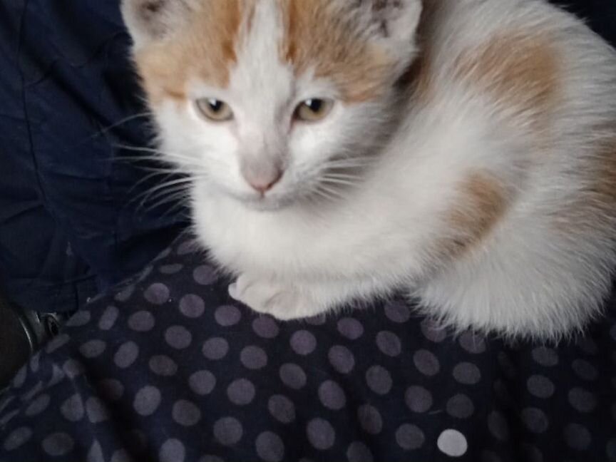 Кошка с котятами