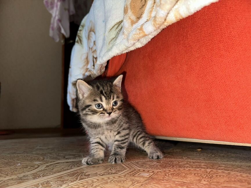 Шотландские котята
