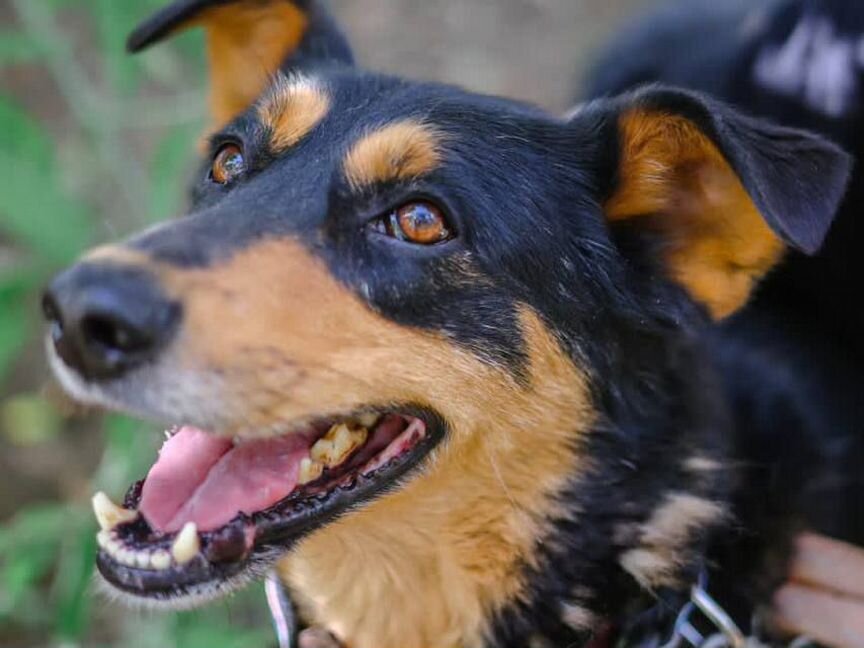 Чарли ищет дом