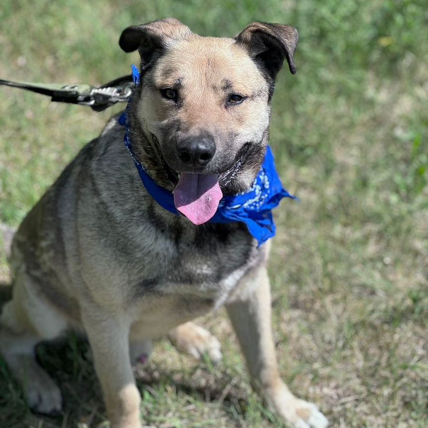 Кайзер. Пес из приюта ищет самых лучших хозяев