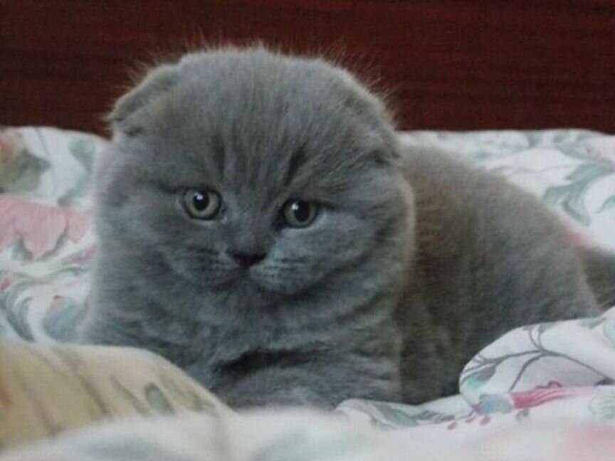 Шотландские вислоухие котята