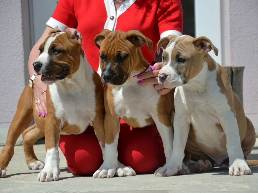 Прекрасные щенки амстаффа