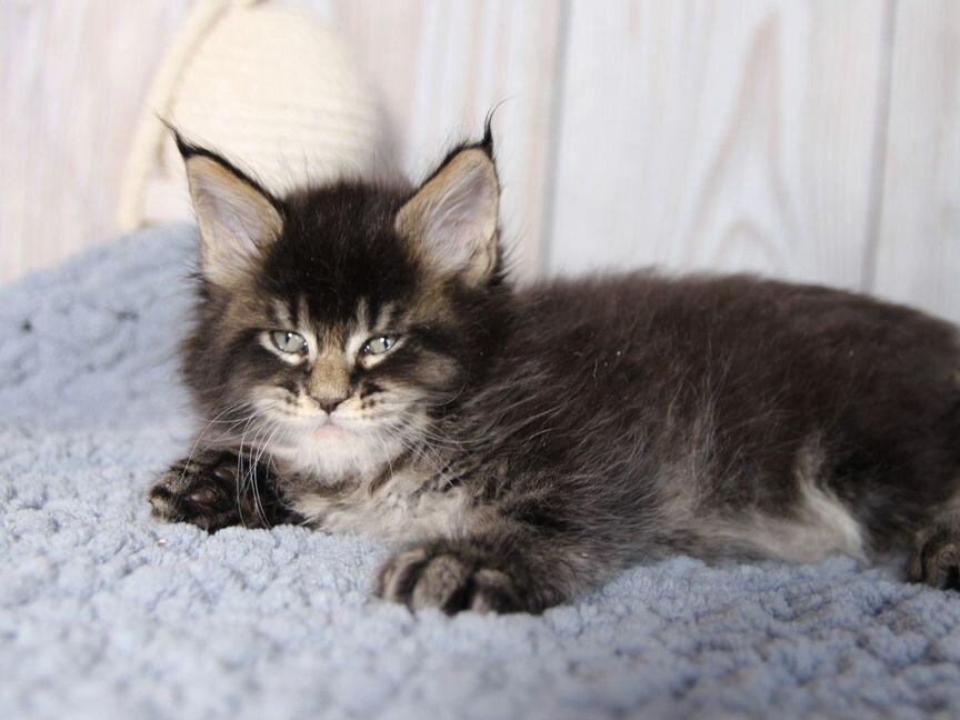 Котик Мейн Кун