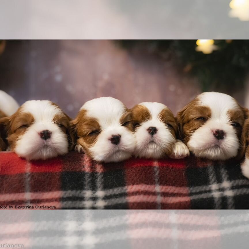 Кавалеры лучшие друзья