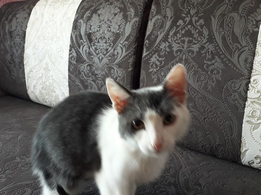 Кошки