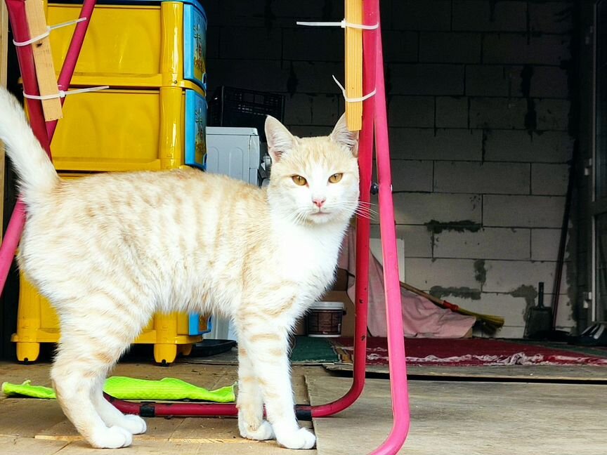 Рыжий кот бесплатно