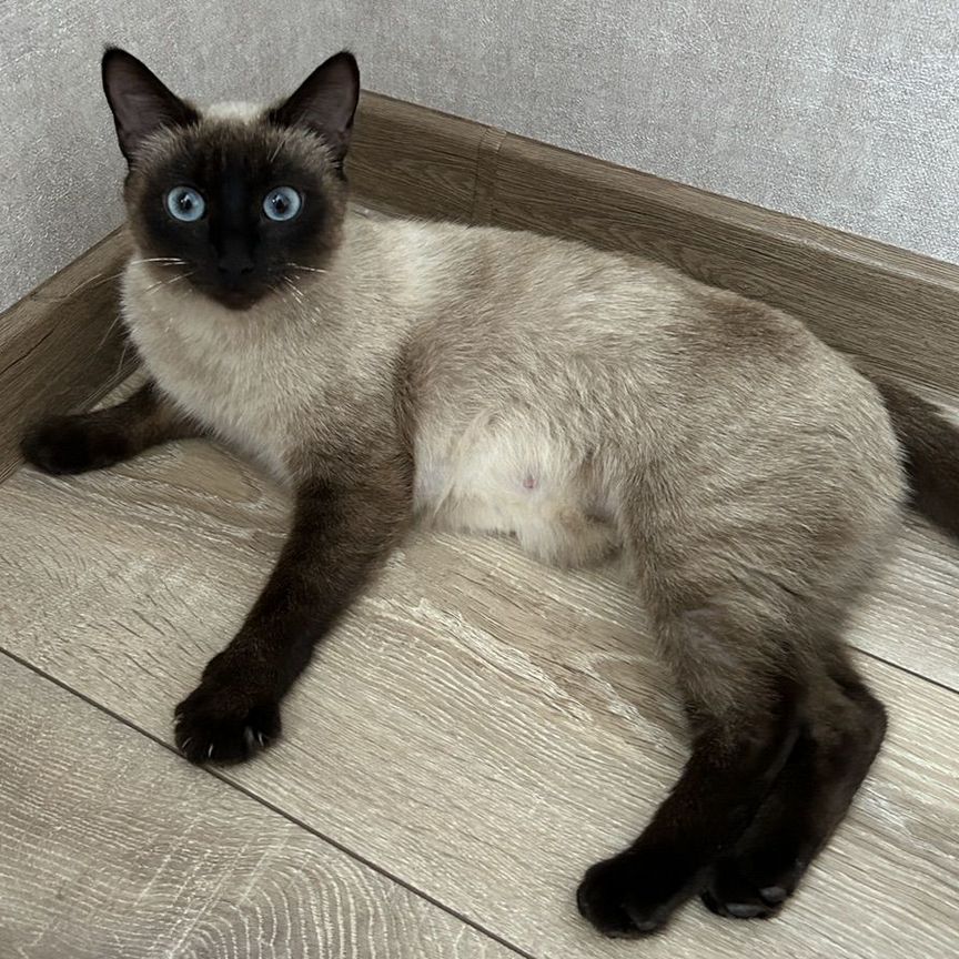 Сиамская кошечка