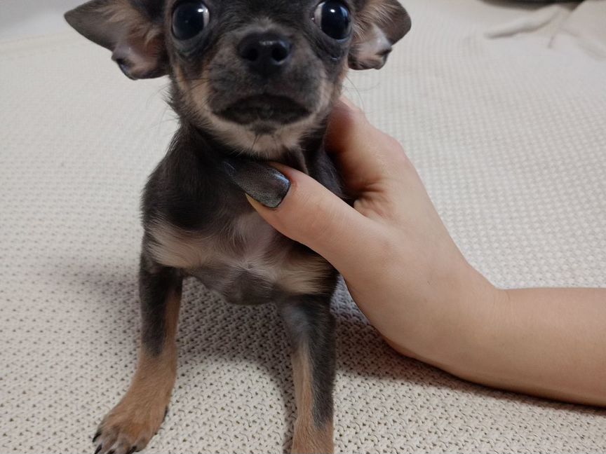 Щенок чихуахуа