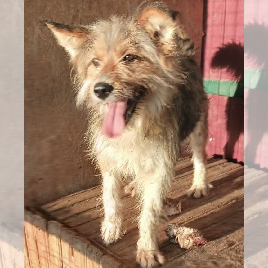 Взрослая собака в добрые руки