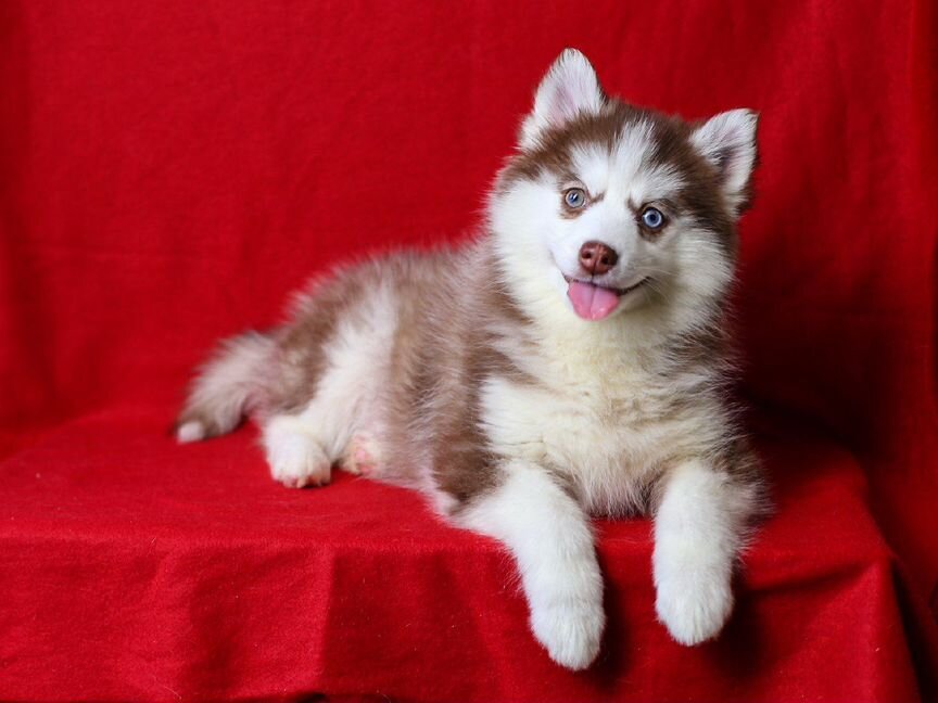 Мини мальчик помски